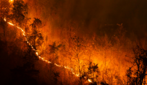 Aerial Firefighting Pilot: How to Become One & What to Expect